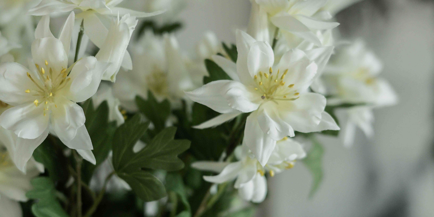 Floral & Plants – Chloe Jade Home