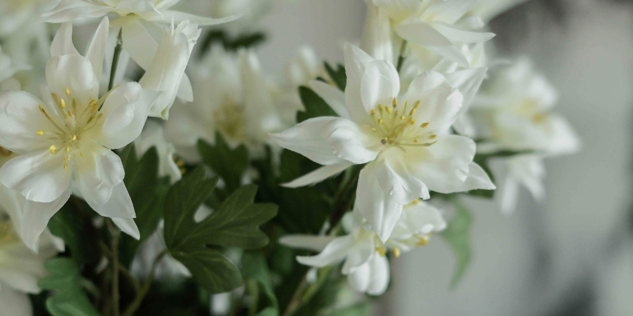 Floral & Plants – Chloe Jade Home